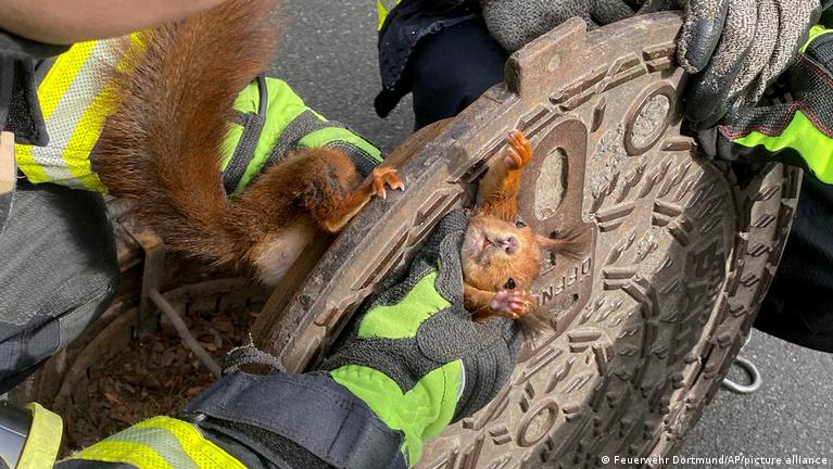German firefighters free 'uncooperative' squirrel in manhole – DW – 04 ...