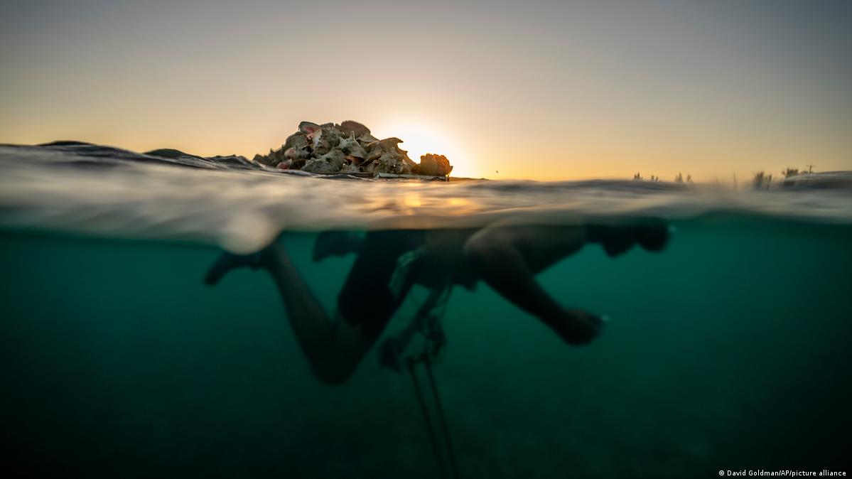 Bahamas: Sea snails make themselves scarce in paradise