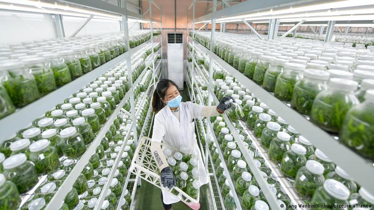 Food security: Can AI and gene editing tackle global hunger? – DW – 07 ...