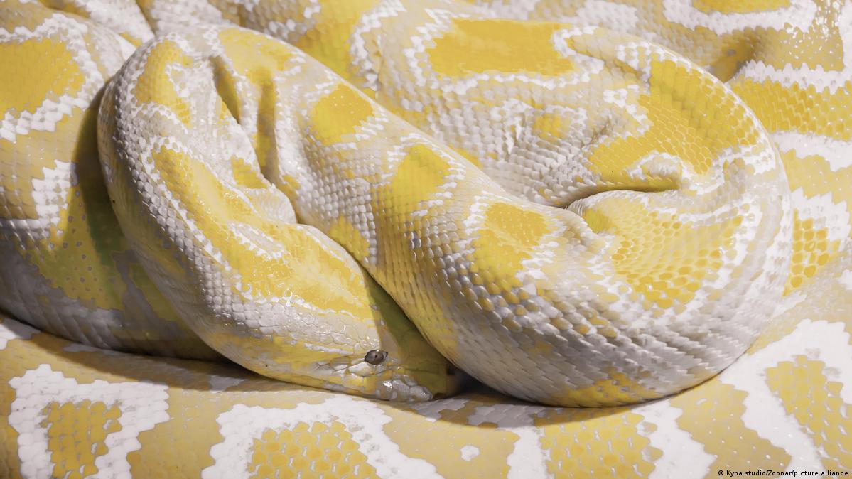 Germany: Police respond to panic over man with python – DW – 04/23/2023