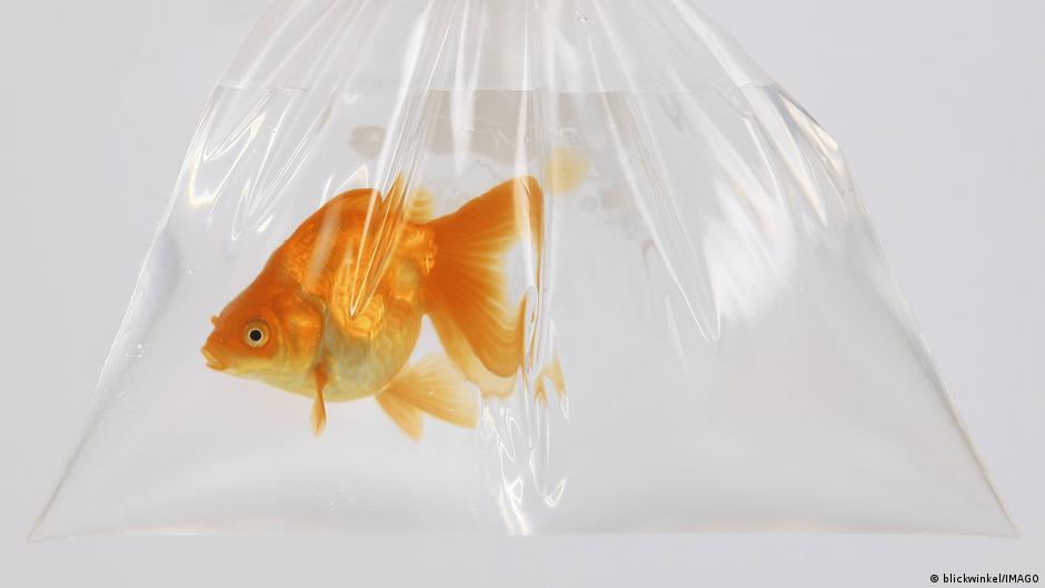 How do fish sleep? – DW – 05/05/2023