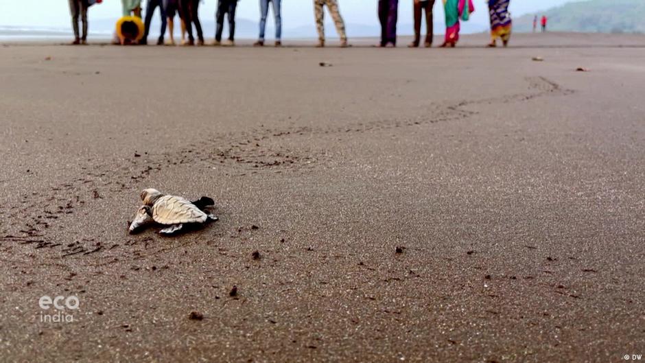 Eco-tourism, turtles and tradition – DW – 05/02/2023