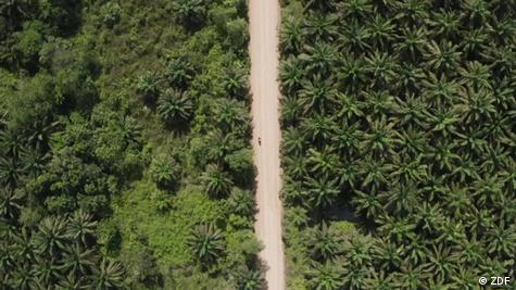 Plantas De La Selva Tropical Sudafricana El Chico De La Jungla”: