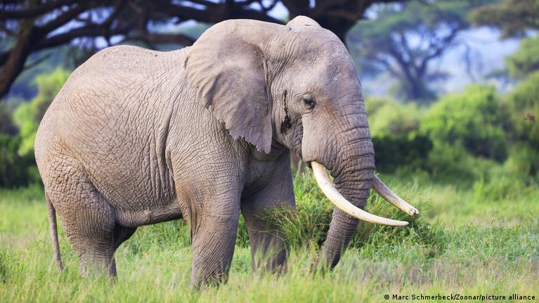 Why some African countries support trophy hunting