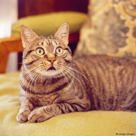 Gatos Excitados Qué Hacer Cuando Un Gato Nuevo En Casa Está Asustado