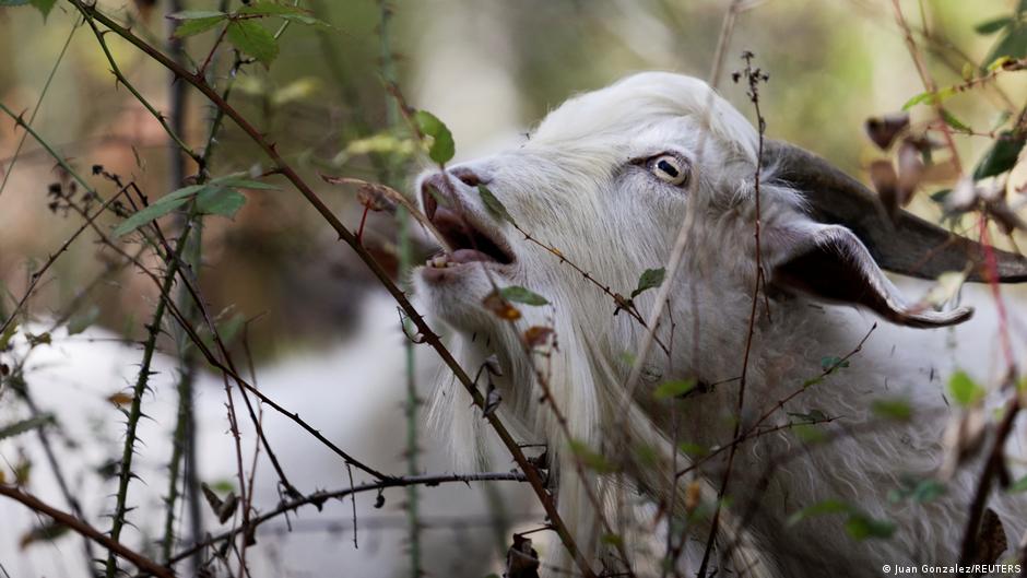 Chile looks to goats for fire protection – DW – 08/16/2023