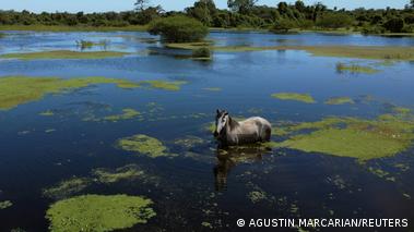 The destroyed forests of the Gran Chaco