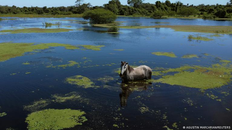The destroyed forests of the Gran Chaco – DW – 05/16/2023