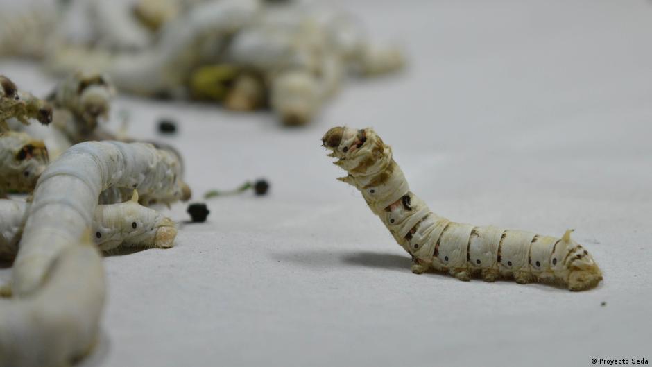 Del capullo a la seda: los secretos de la sericicultura – DW – 19/05/2023