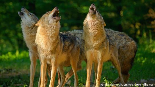 Germany updates: Wolf numbers on rise in much of country