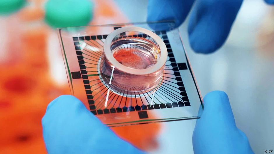 Improving AI chips with human brain cells – DW – 06/02/2023