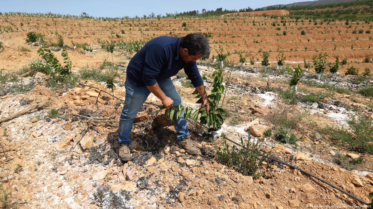 Portugal: Water scarcity weighs on drought-stricken economy – DW – 06 ...
