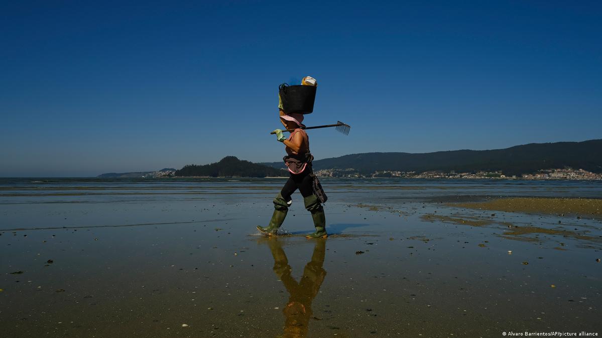 Spain's 'peasant farmers of the sea' – DW – 06/10/2023