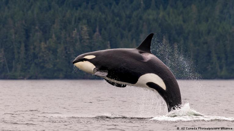 Orca attacks on sailboats: Just play? – DW – 06/07/2023