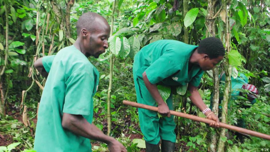 Biodynamic farming in tune with nature – DW – 06/08/2023