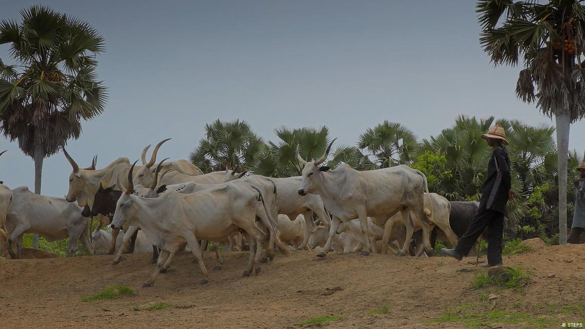 Jihadis selling rustled cattle in Ghana – DW – 06/23/2023