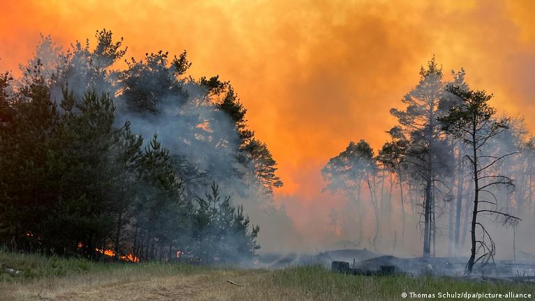 Fact check: How many wildfires in Germany are down to arson? – DW – 08 ...