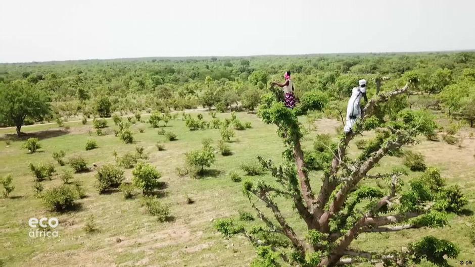 Harvesting baobab leaves sustainably – DW – 06/20/2023