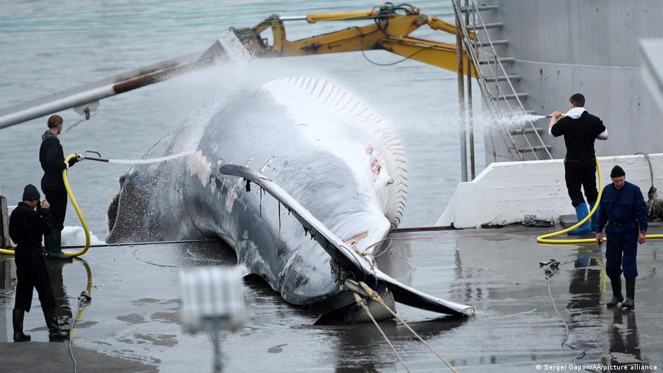 Iceland's whale hunt put on pause as season begins – DW – 06/20/2023