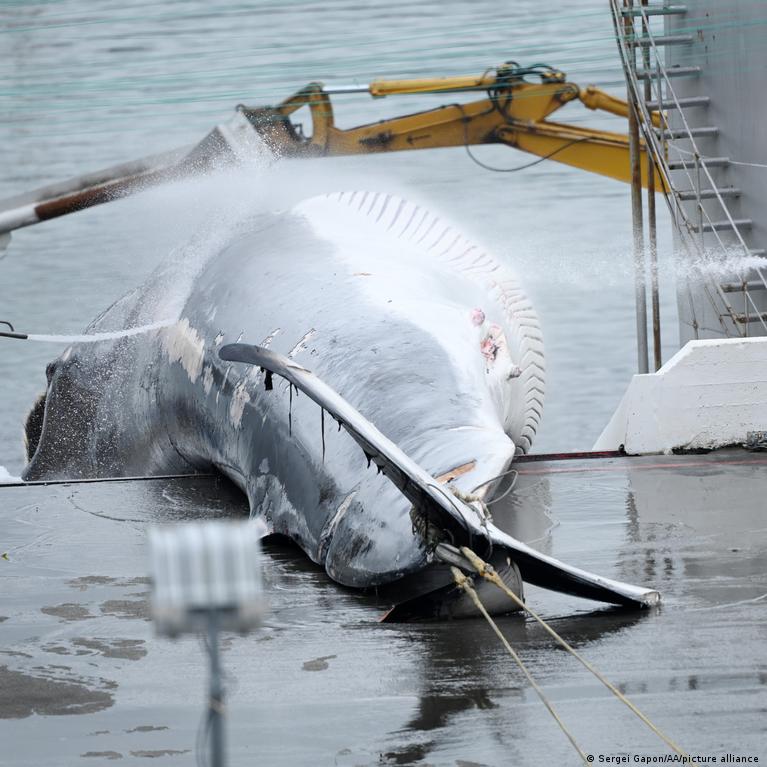 Blue Whale Hunting Whaling History And Descriptions Utah Opera