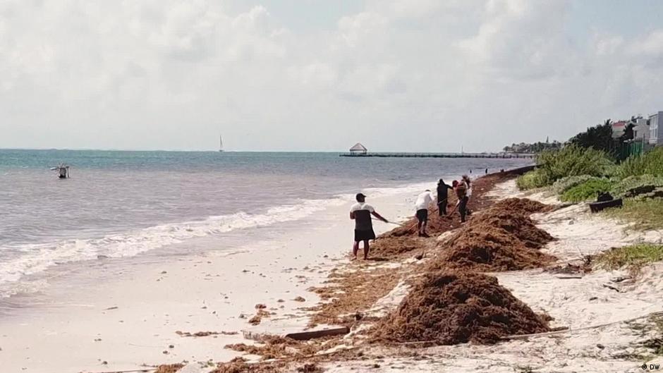 Sargazo en las playas caribeñas – DW – 27/06/2023