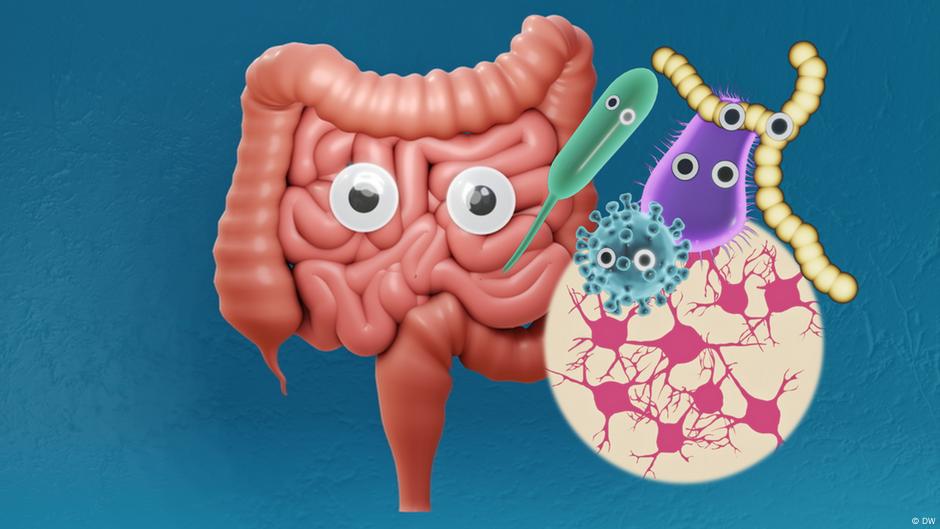 Is your gut your second brain? – DW – 11/05/2024 Is your gut your second brain? – DW – 11/05/2024