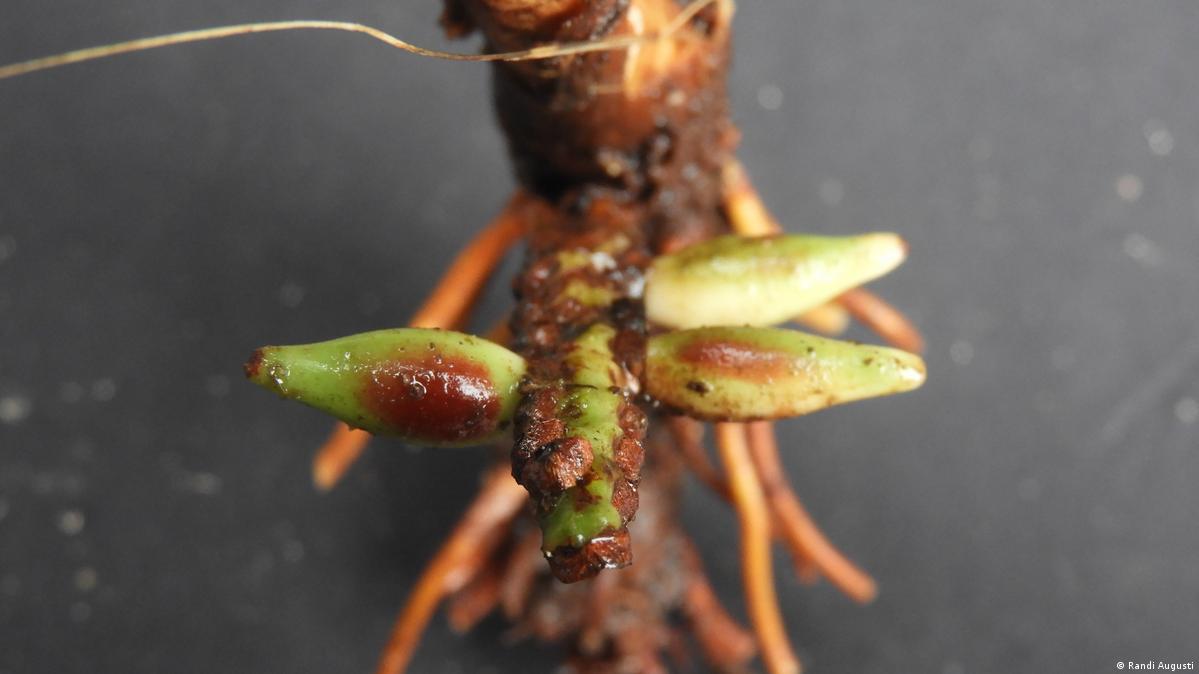 Identifican una palmera que fructifica y florece bajo tierra – DW – 27 ...