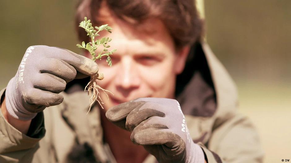 Popularizing plants that make their own fertilizer – DW – 07/05/2023