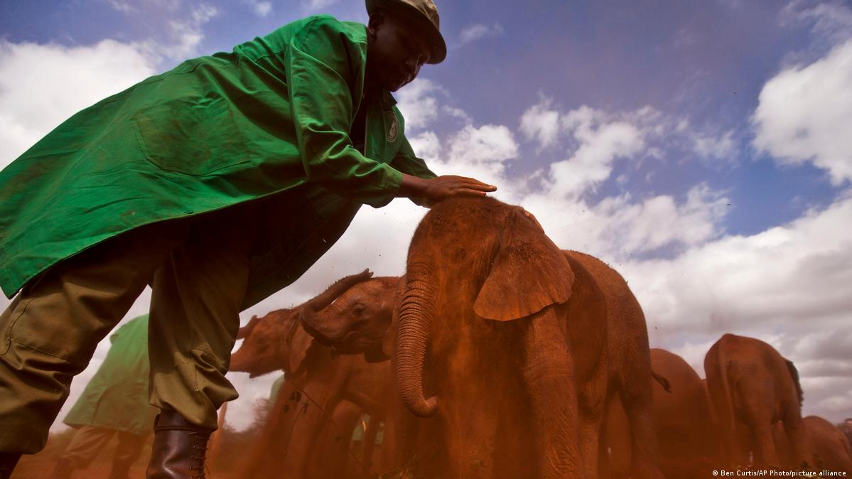 Help for elephants in distress – DW – 07/16/2023