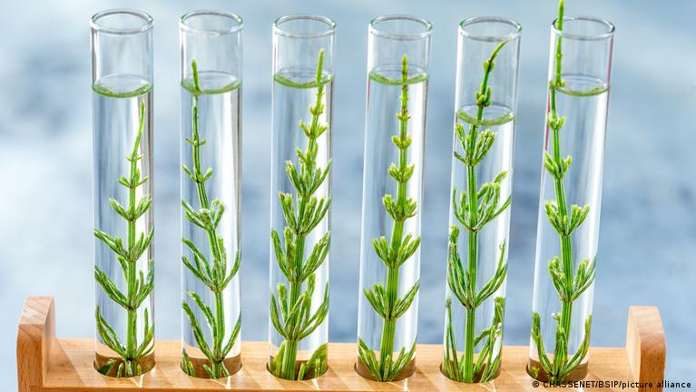 Plantas transgénicas: ¿la respuesta al cambio climático? – DW – 26/06/2024