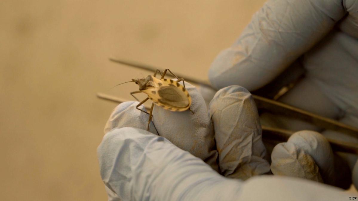 "Kissing-Bug"-Krankheit verbreitet sich in den USA – DW – 13.09.2025