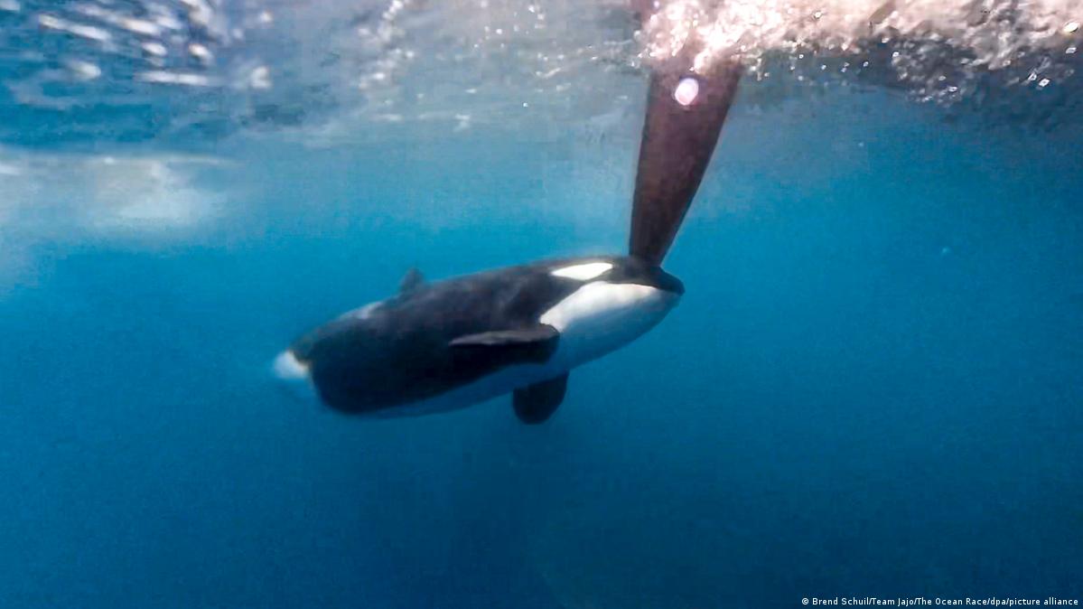 Orca Interactions - Danger in the Strait of Gibraltar – DW – 05/26/2025