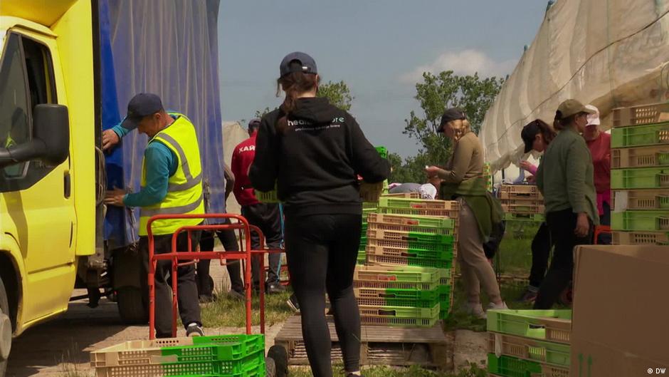 Foreign fruit pickers needed in Britain – DW – 07/25/2023