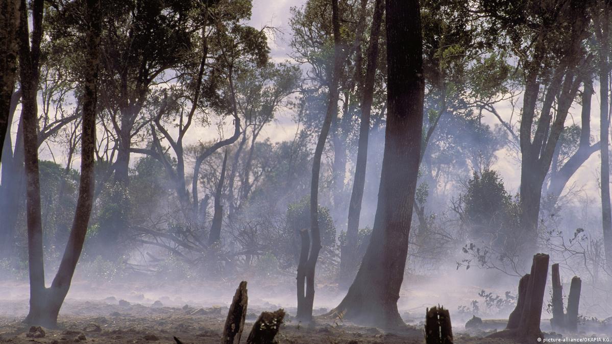 Outcry as Kenya lifts six-year ban on logging