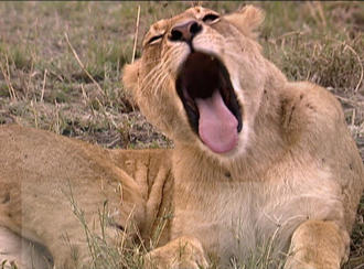A healthy reflex - how yawning helps – DW – 10/20/2011