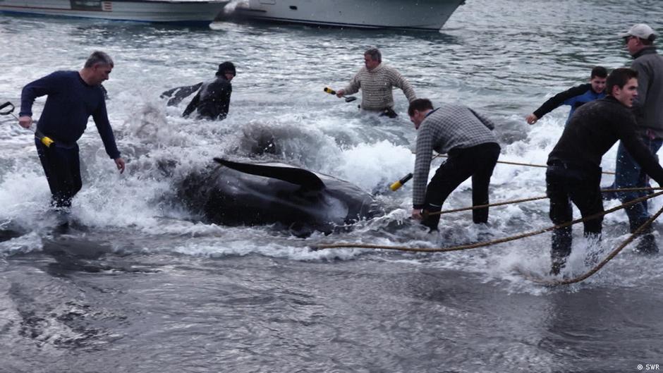 Denmark: An enduring whaling tradition