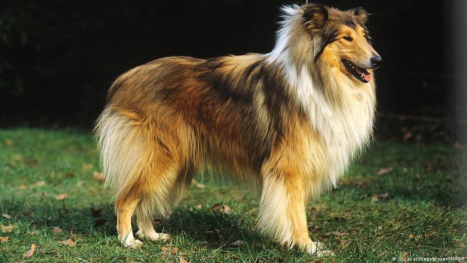 Japonés da su primer paseo como "perro humano" – DW – 01/08/2023