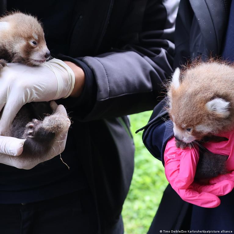 Red Panda Bear Cubs