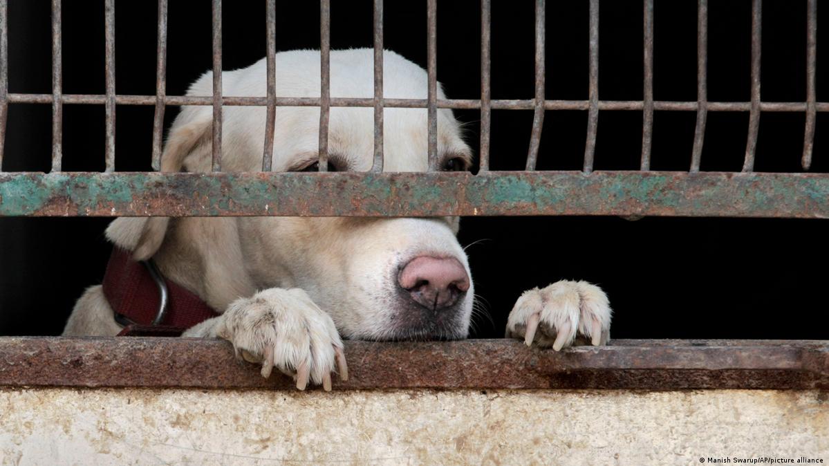 De Que Raza Son Los Perros Callejeros En La India