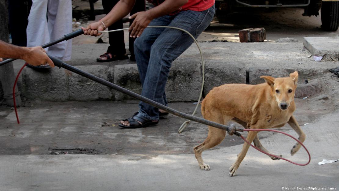 De Que Raza Son Los Perros Callejeros En La India