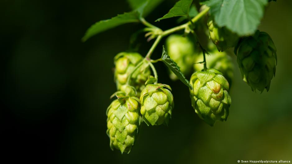 Wie der Hopfen klimafest wird – DW – 07.08.2023