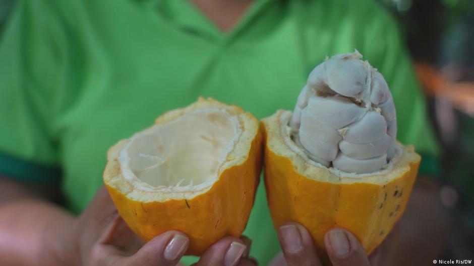 Giving Brazil's rainforest a break from mass exploitation – DW – 08/08/2023