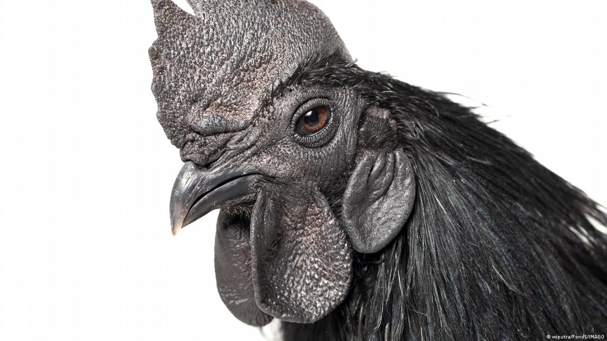 Razas De Pollos Negros Raza De GALLINA AUSTRALORP Origen,