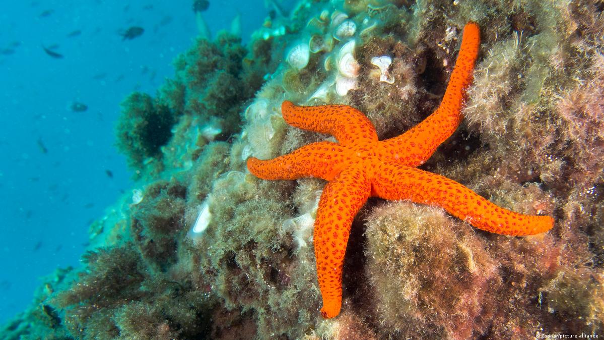 Biodiversitas – DW