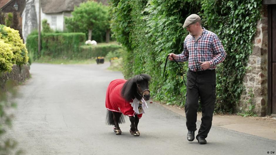 British 4-legged mayor brings people together – DW – 08/16/2023