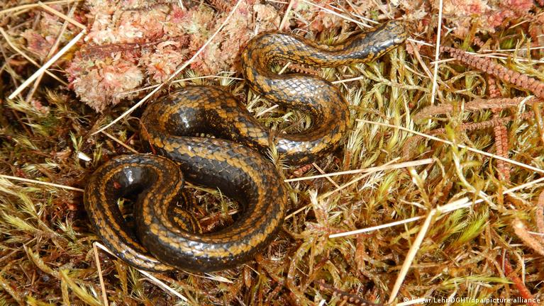 Scientists name new snake species after Harrison Ford – DW – 08/16/2023