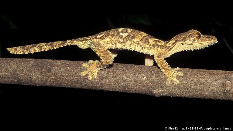 Madagascar: Leaf-tailed gecko confirmed 'previously unknown'