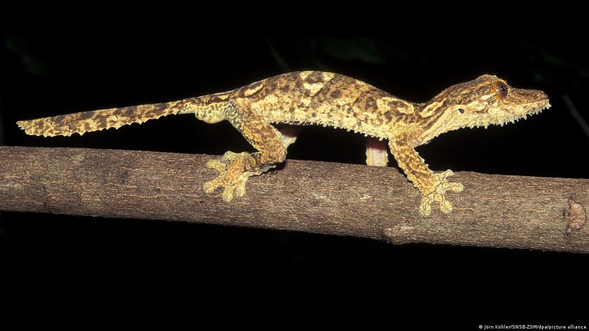 Madagascar: Leaf-tailed gecko confirmed 'previously unknown' – DW – 08 ...