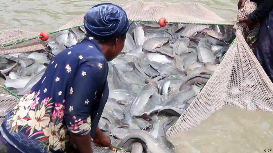 Large fish farm ensures local food supply