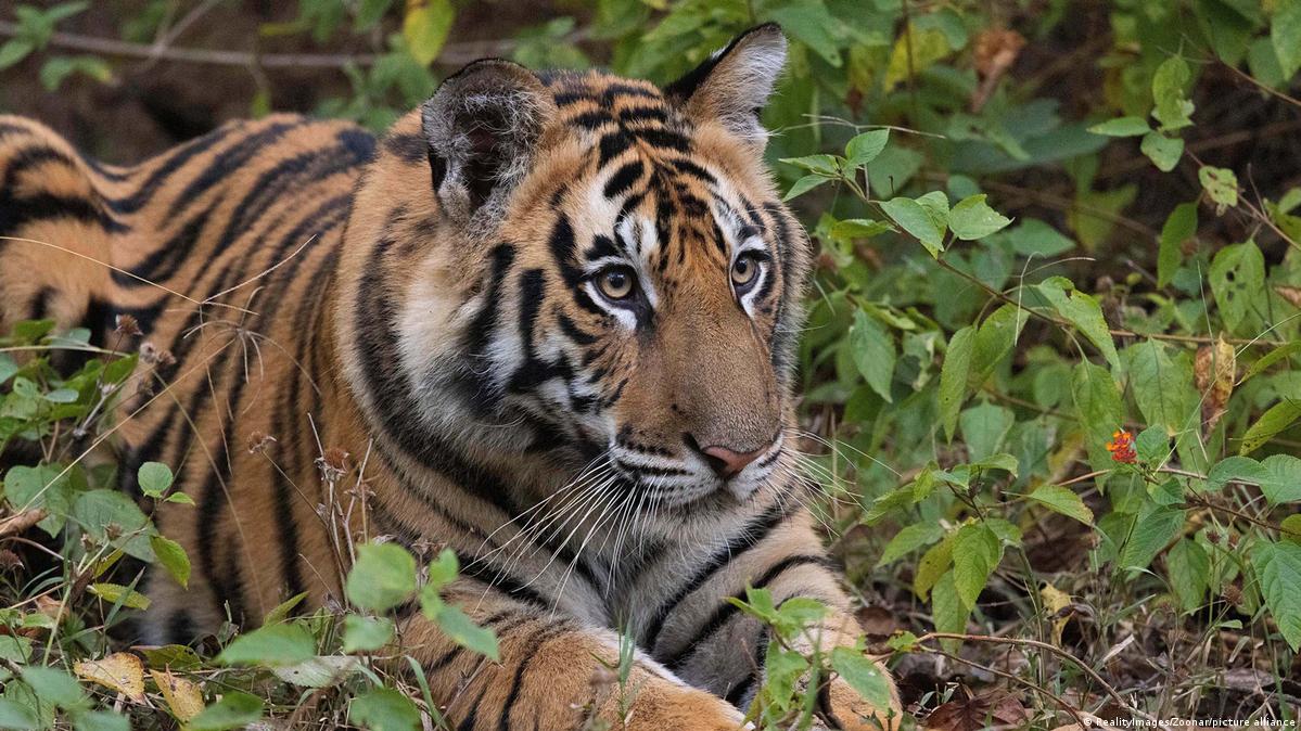 India: Tiger numbers rise, but risks remain – DW – 07/29/2025